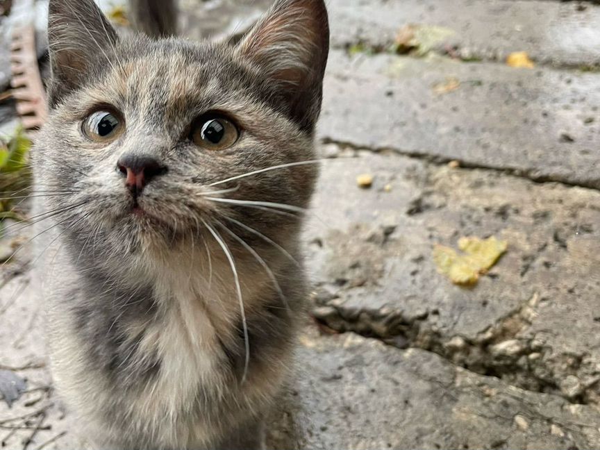 Котята в добрые руки бесплатно