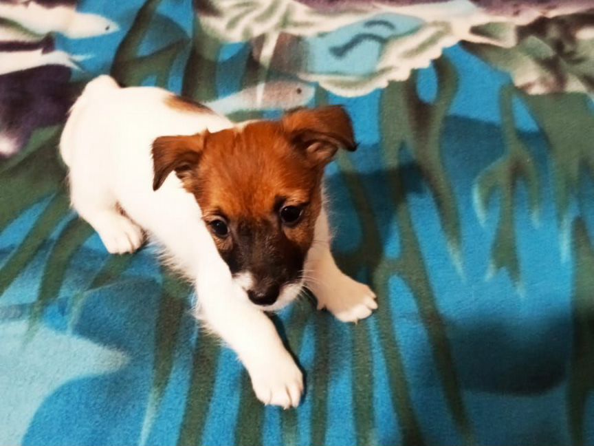 Щенки джек Рассел терьер с документами