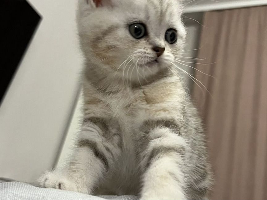 Котята девочки