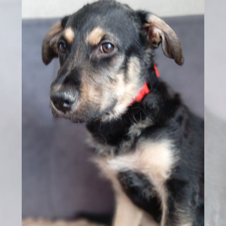 Нашла щенка мальчика, отдам в добрые руки