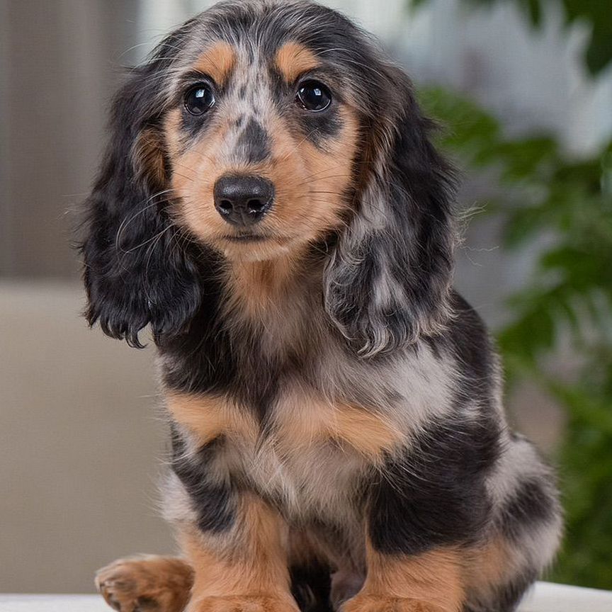 Такса, щенок