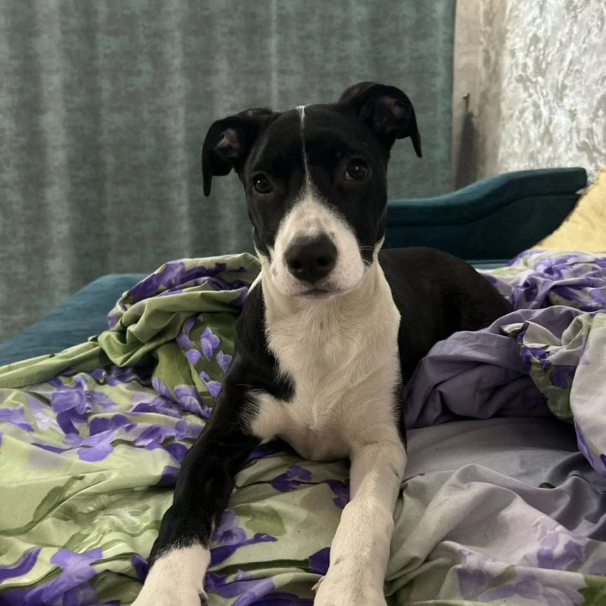 Американский стаффордширский терьер