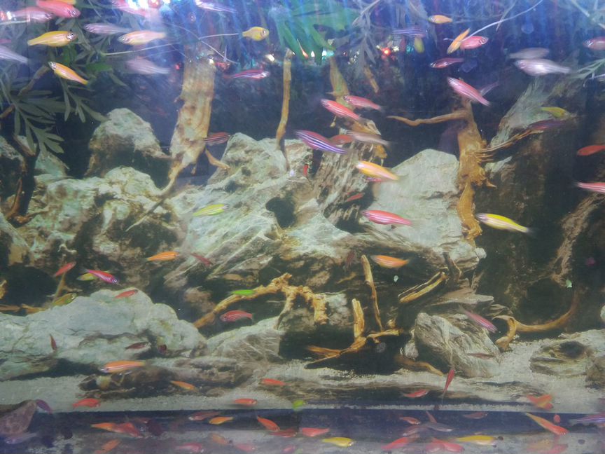 Аквариумные рыбки Данио