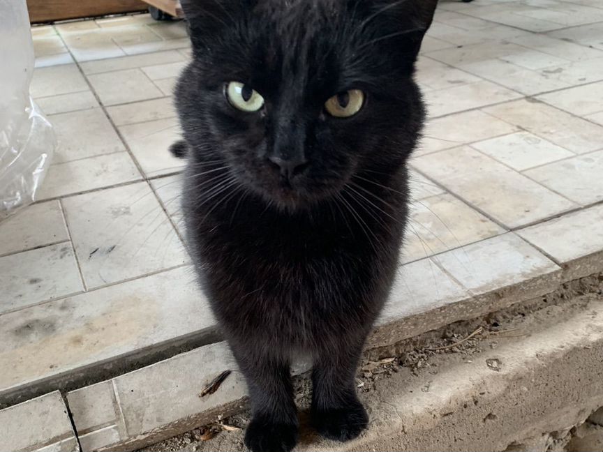 Котику очень нужен дом