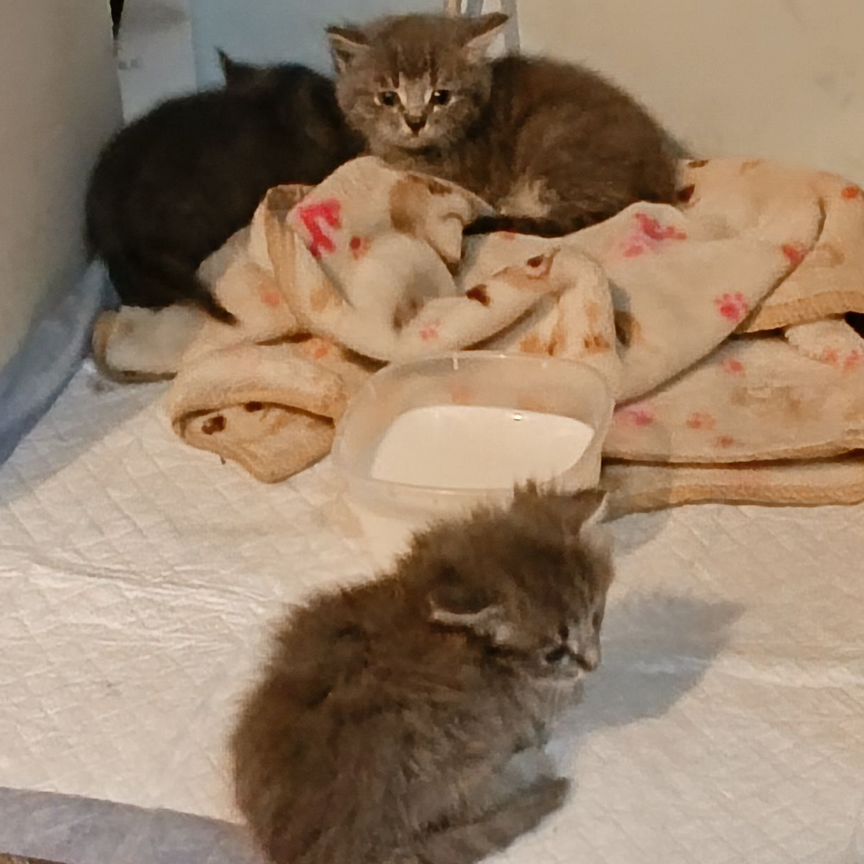 Котята в добрые руки