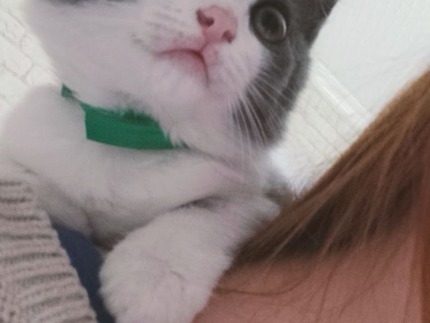 Кошка