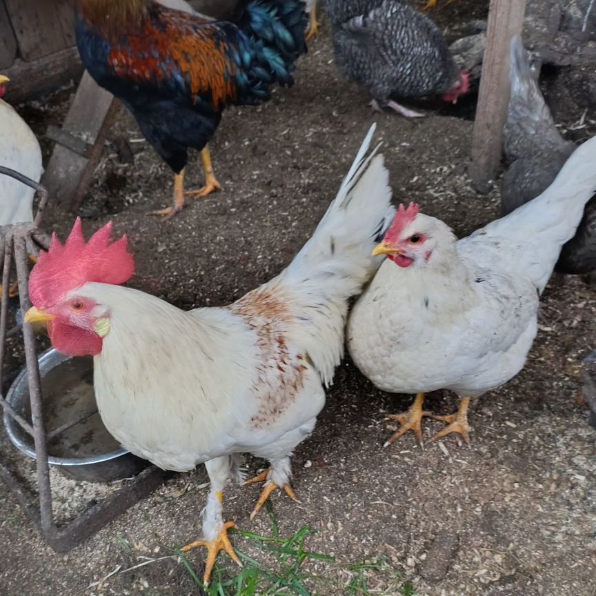 Продам петуха