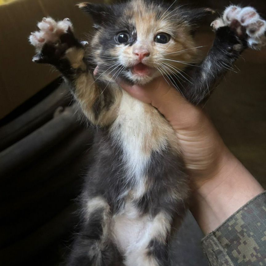 Котята ищут дом