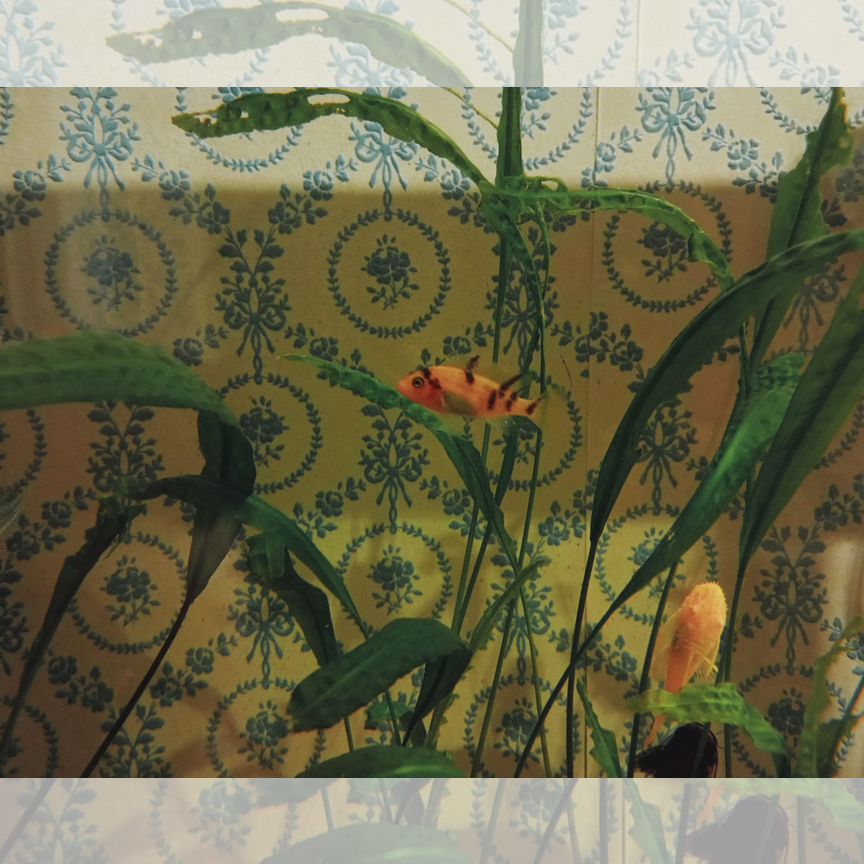 Псевдотрофеус