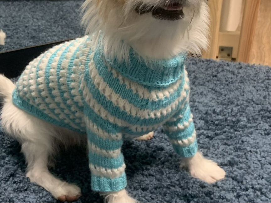 Свитера, пинетки и шапка для собаки (M-L)