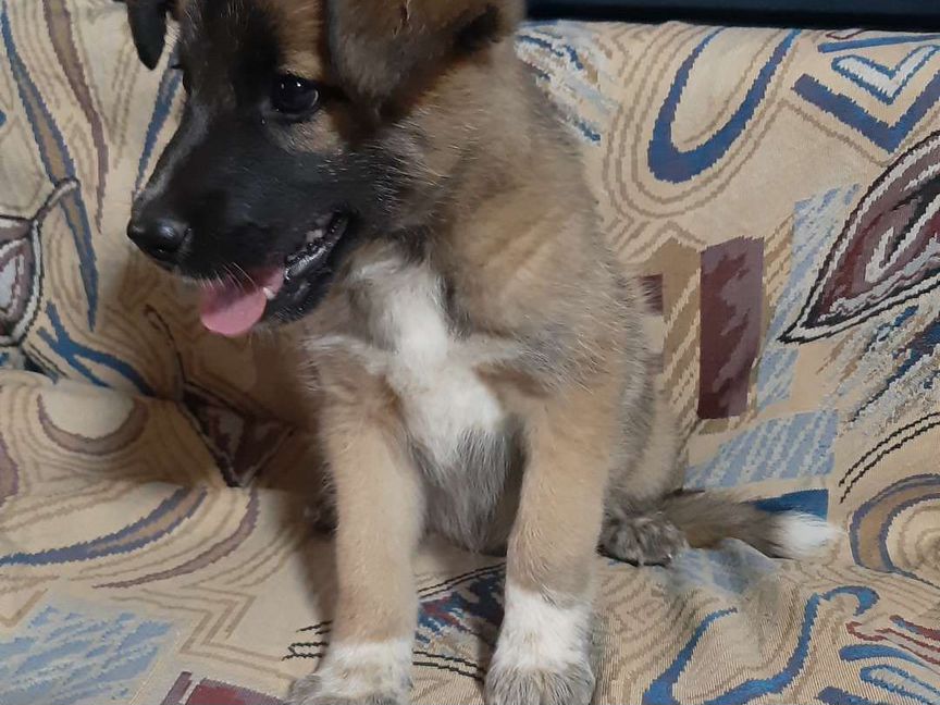 Собака в добрые руки щенок