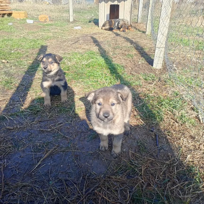 Щенок в добрые руки бесплатно