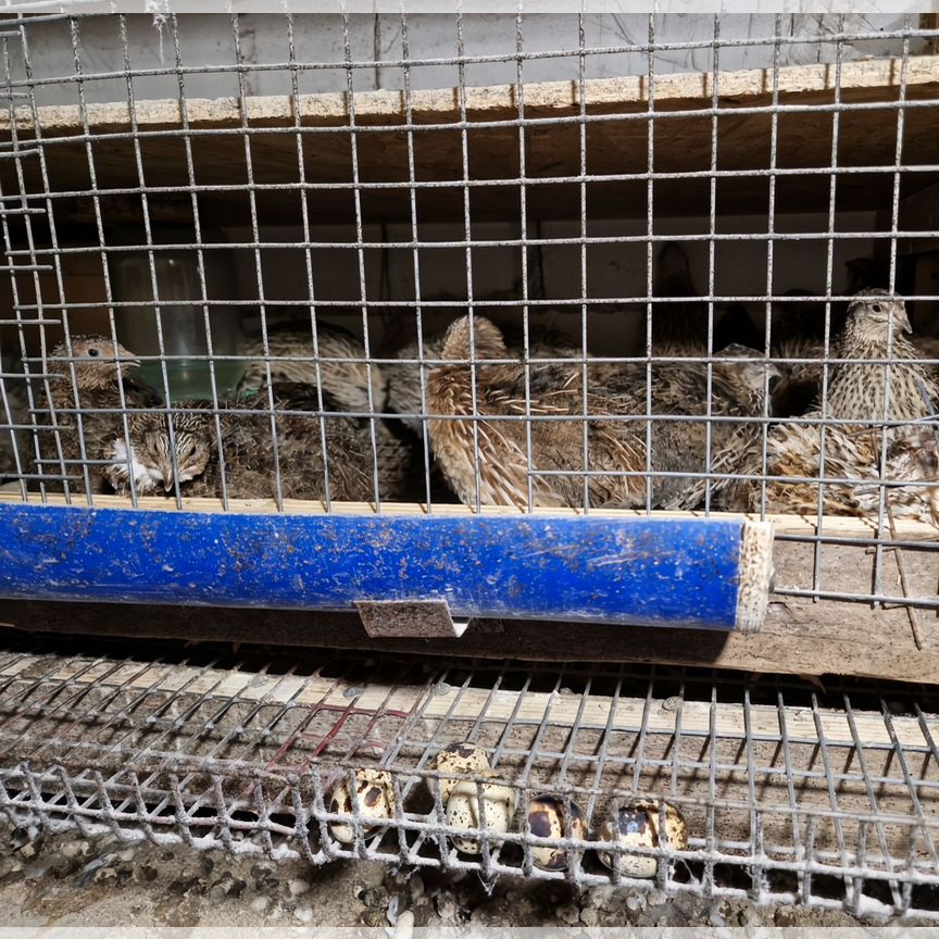 Инкубационное яйцо перепелов фараон и кур микс