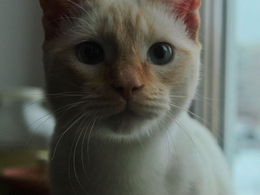 Кот в добрые руки