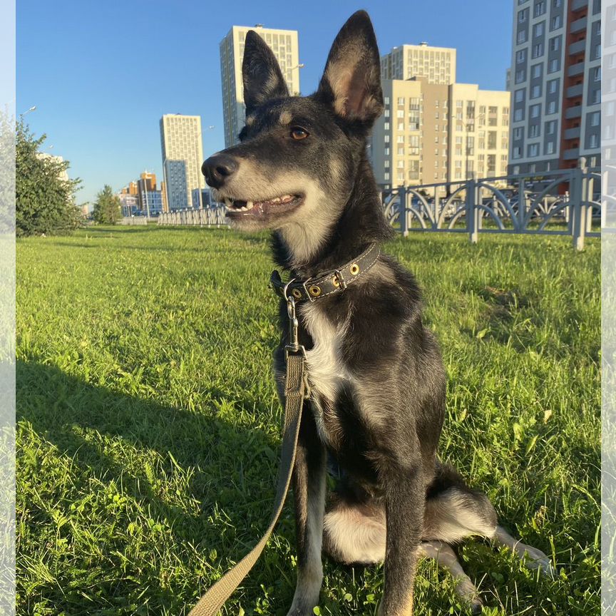 Взрослая собака в добрые руки