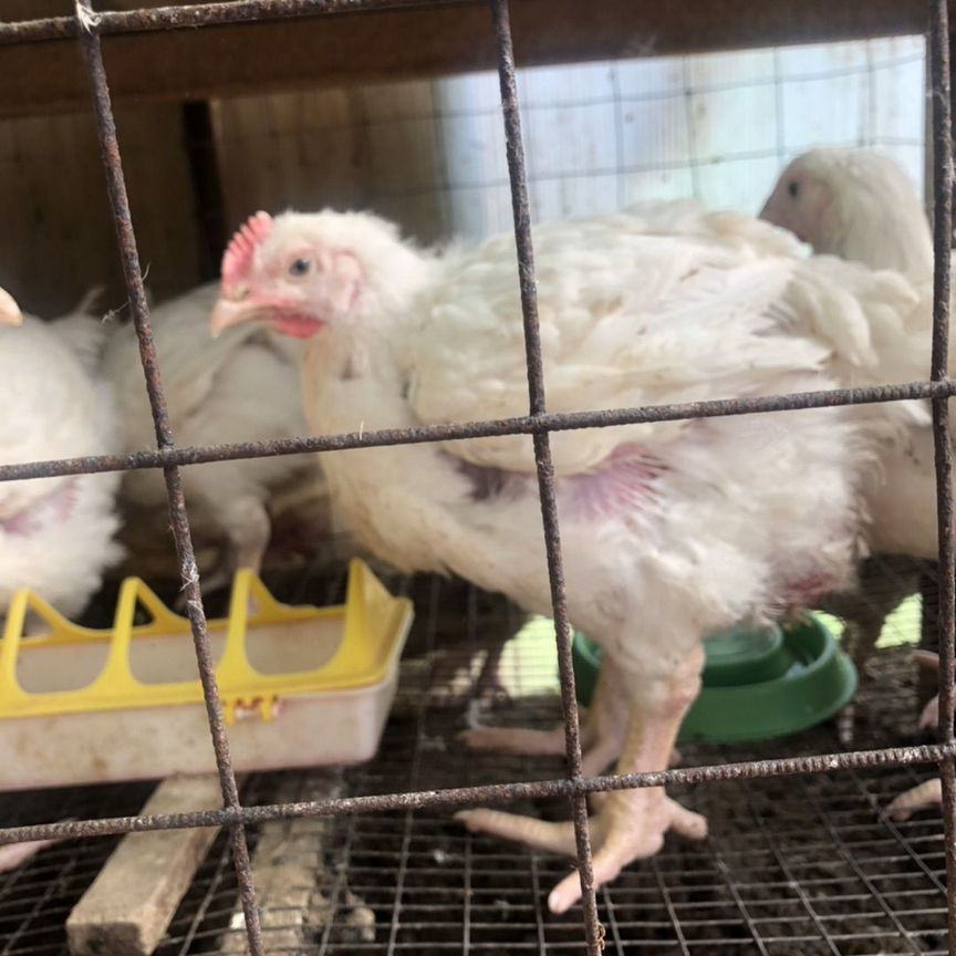 Цыплята бройлеры на мясо живым весом