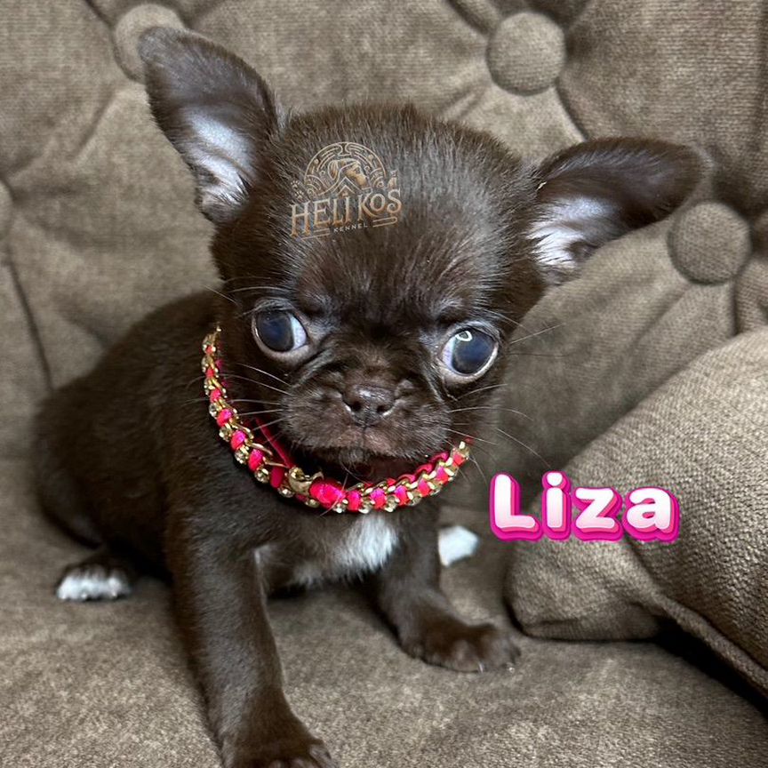 Принцесса Лиза