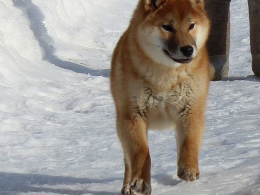 Подросток Сиба Ину Из Питомника