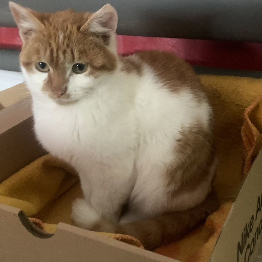 Рыжий котенок в добрые руки