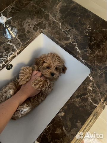 Мальтипу f1 mini девочка