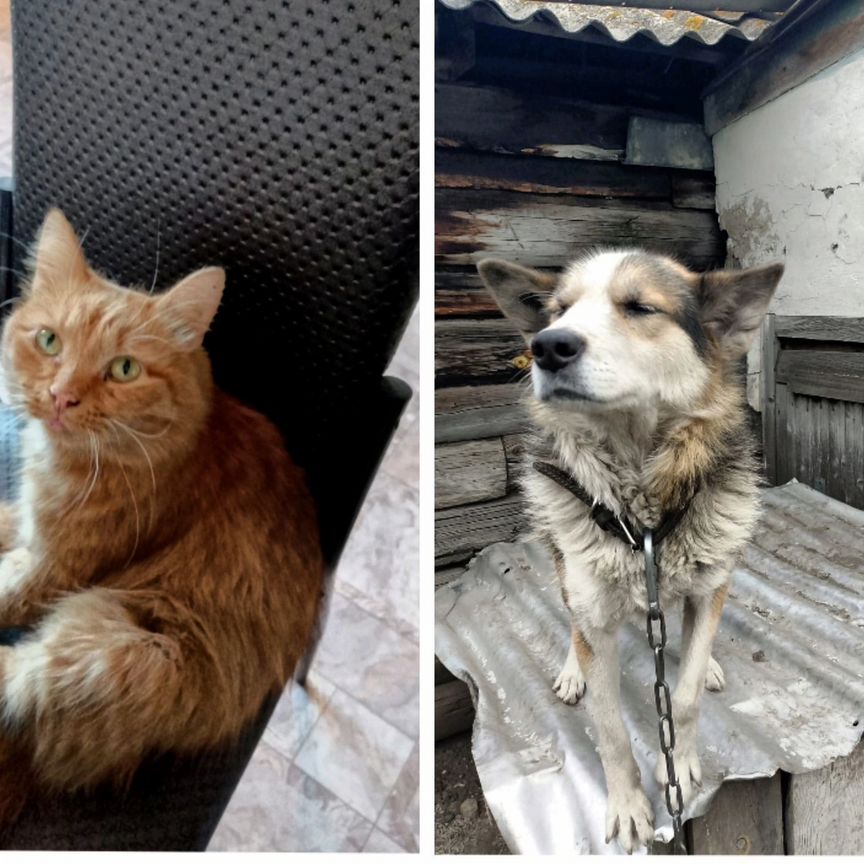 Отдам животных кот и собака, отдельно или вместе