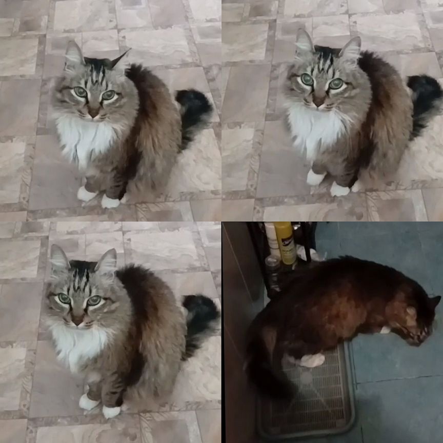 Котик в семью