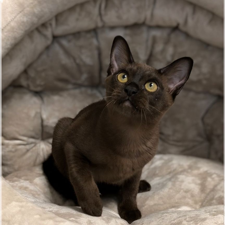 Девочки европейской бурмы