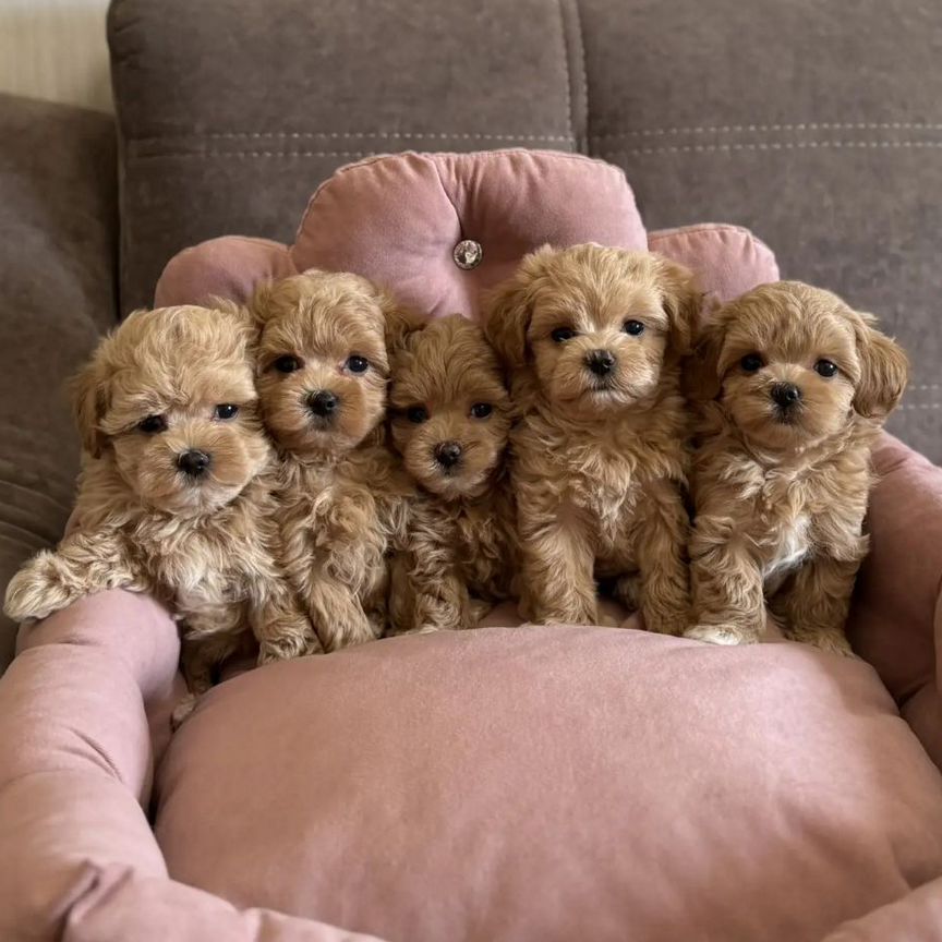 Мальтипу, щенок