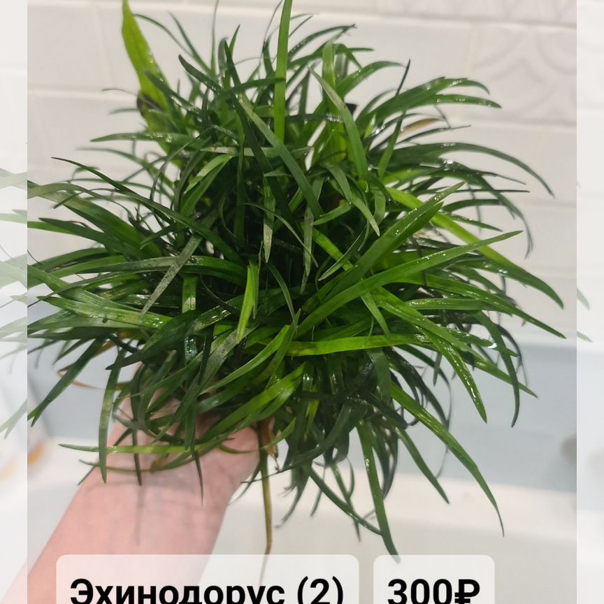 Аквариумные растения