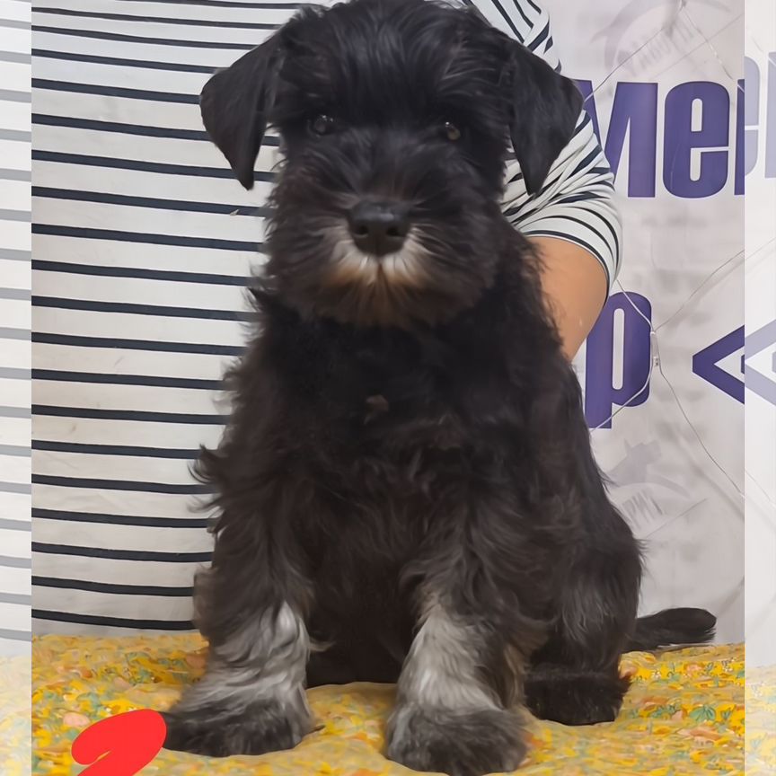 Цвергшнауцер, щенок