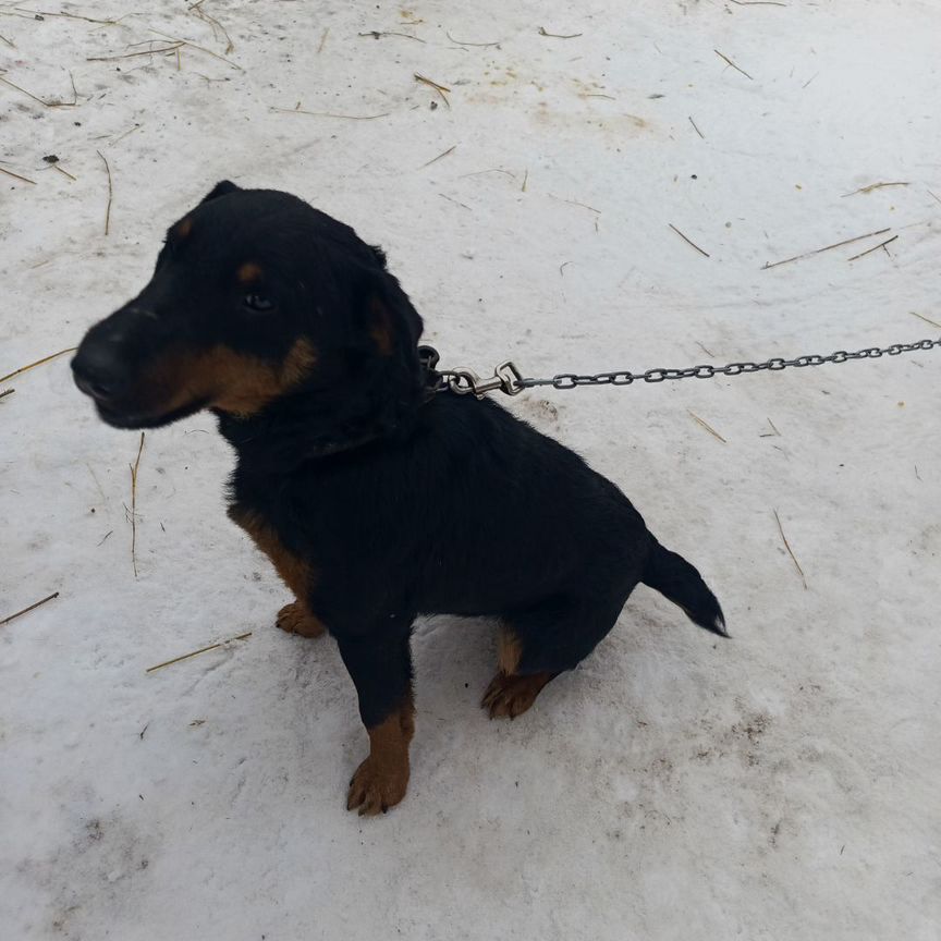 Ягдтерьер кобель на обугливание