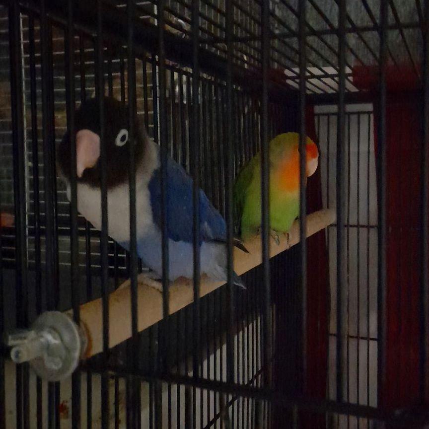 Попугай неразлучник