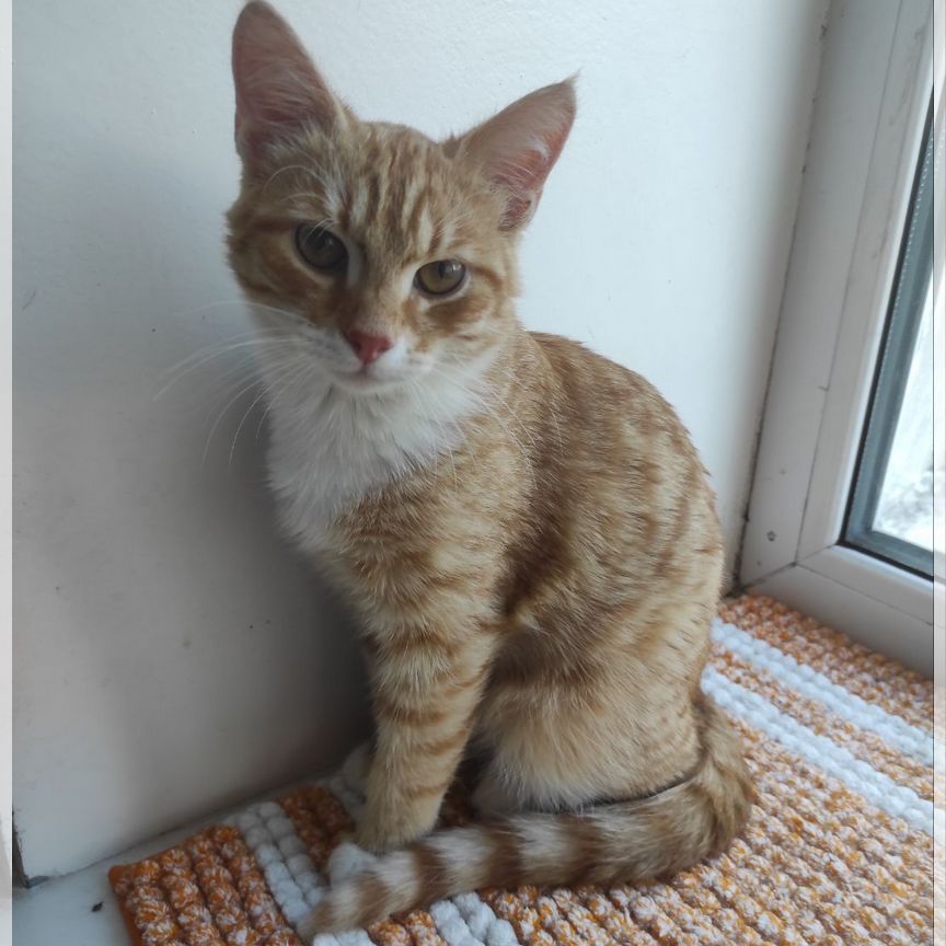 Котёнок в добрые руки