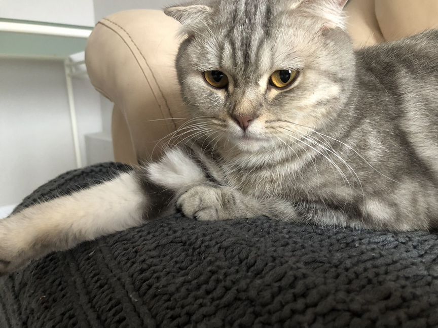 Шотландские вислоухие котята в добрые руки