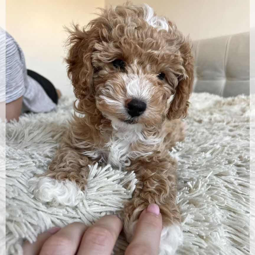 Карликовый пудель, щенок