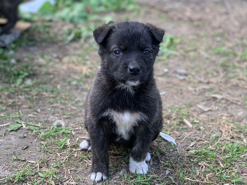 Малышки девочки ищут дом