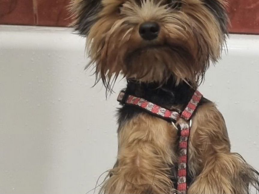 Йоркширский терьер