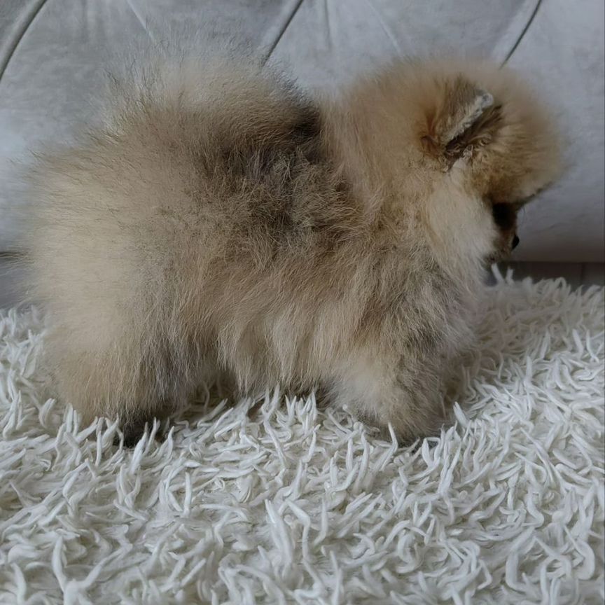 Померанский шпиц, щенок