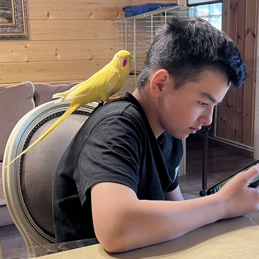 Попугай Ожиреловый самка