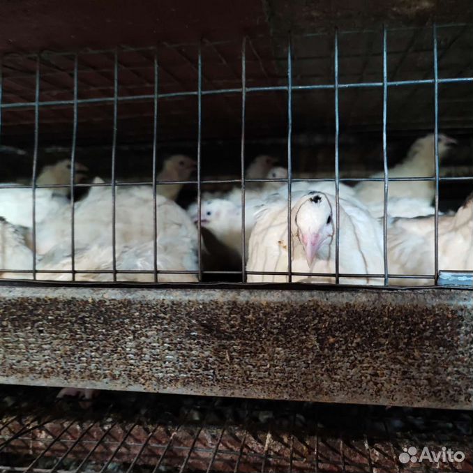 Перепелки несушки