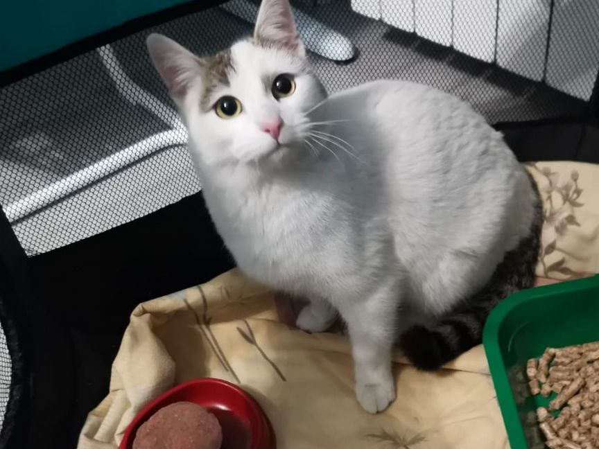 Кошечка Катя