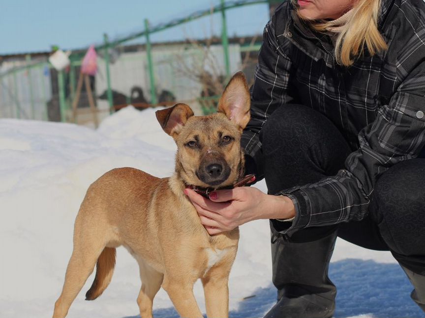 Щенок в семью