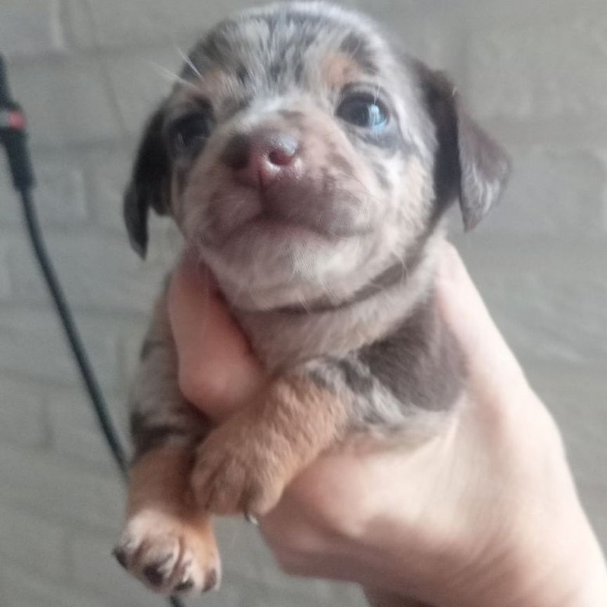 Русский той-терьер, щенок