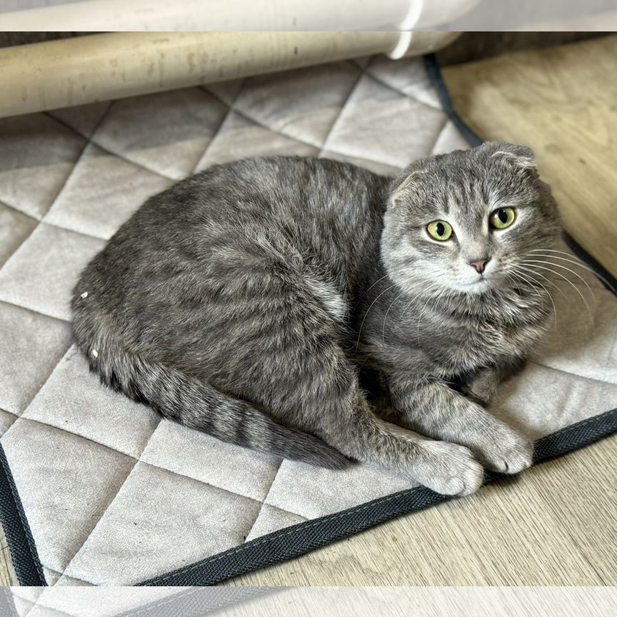 Лежанка для собак и кошек