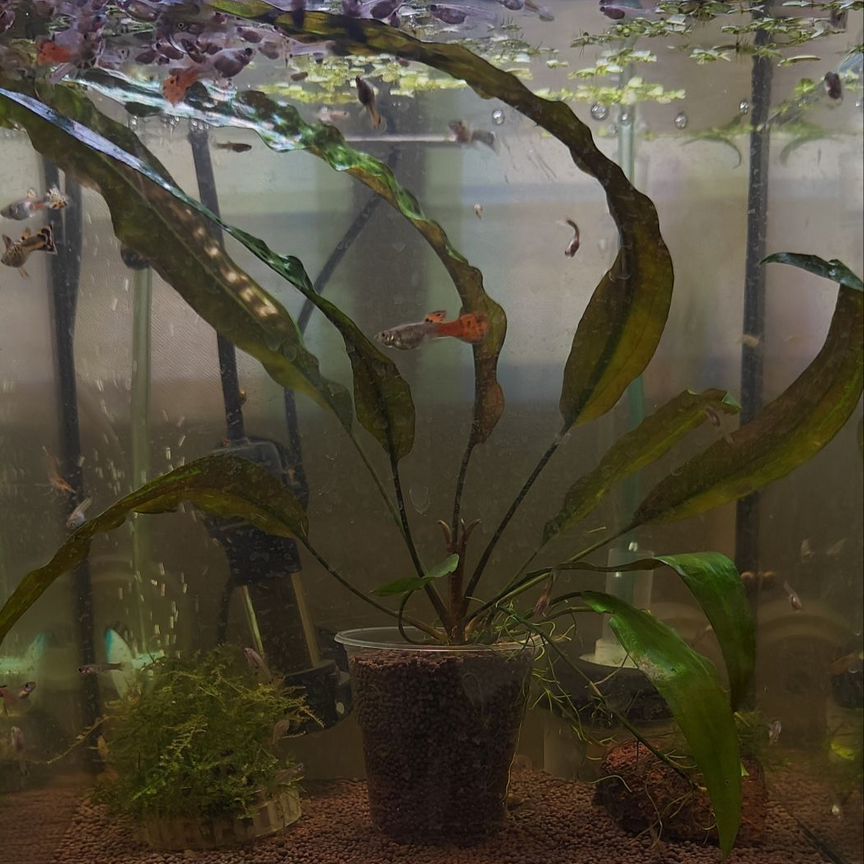 Криптокорина