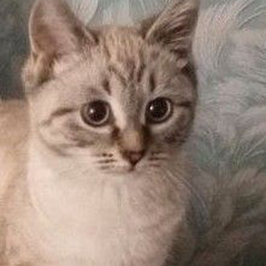 Одам кошечку красивую ласковая