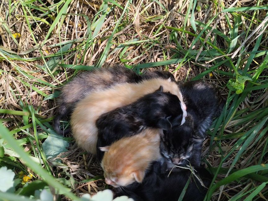 4 котёнка ищут дом