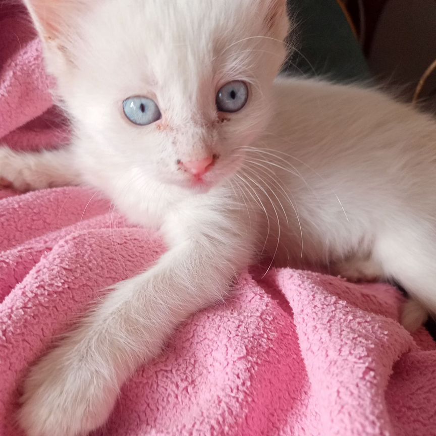Котята девочки белая и серая