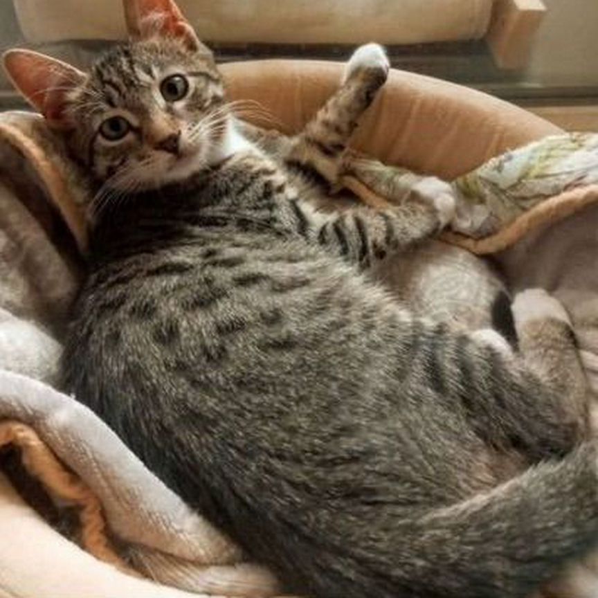 Котёнок в добрые руки