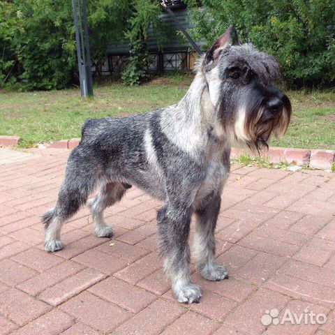 Миттельшнауцер Сэм ищет новый дом